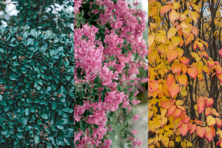 Maximize Curb Appeal with Hedges Landscaping Tips